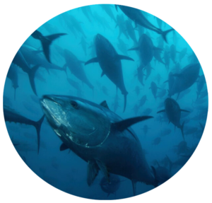 atunsa.com – Atuneros Congeladores y Transportes Frigoríficos S.A.